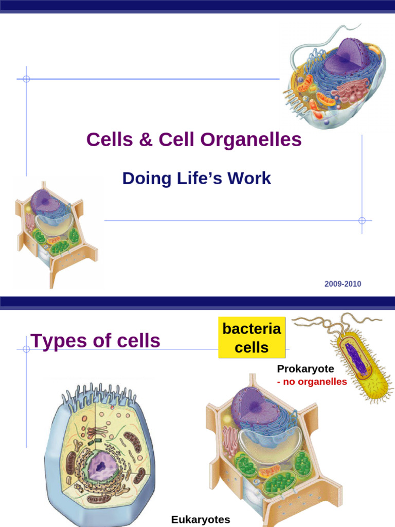 Understanding Cell Functions and Organelles | PDF | Endoplasmic ...