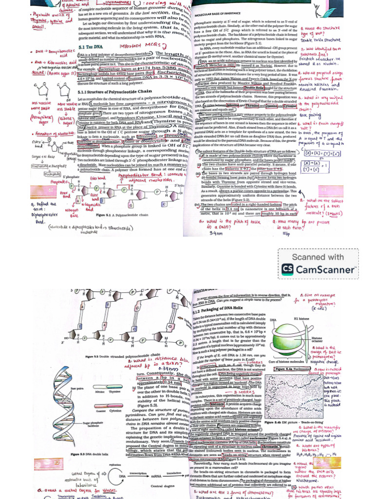 Molecular Basis of Inheritance | PDF