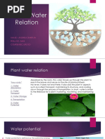 Types of Vascular Bundles Explained | PDF | Plant Stem | Plant Physiology