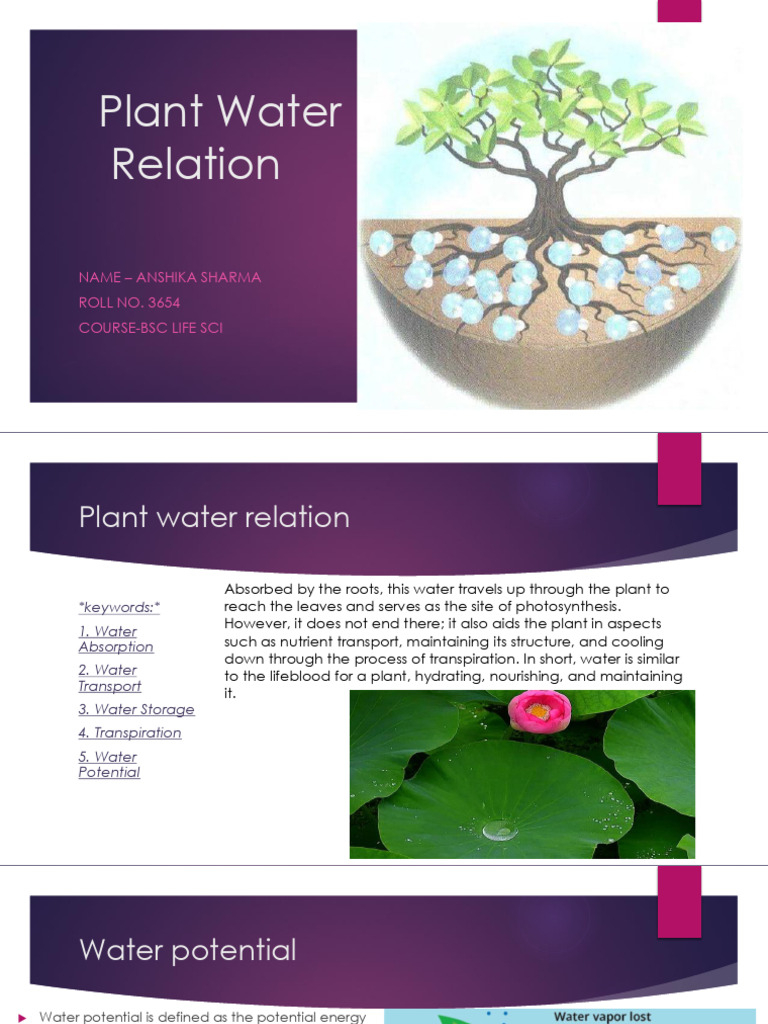 Anshika Sharma (Plant Water Relation) | PDF | Stoma | Leaf