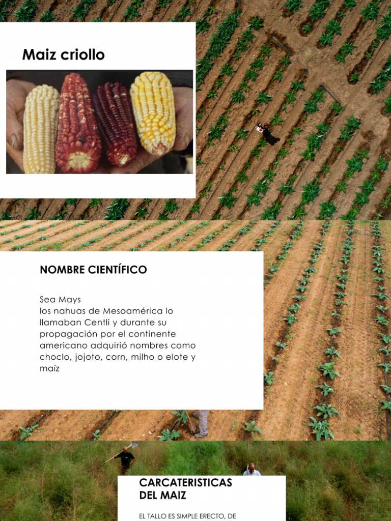 Maiz Criollo | PDF