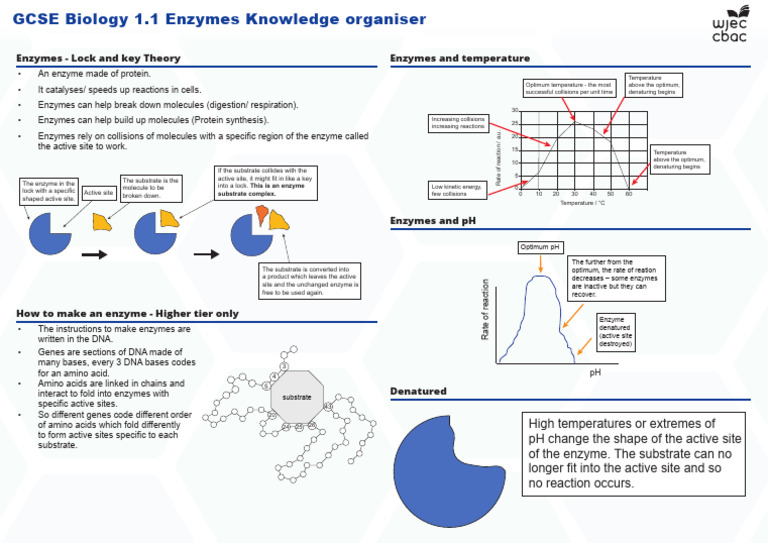 GCSE Biology 1.1 Enzymes Knowledge Organiser | PDF | Enzyme | Active Site