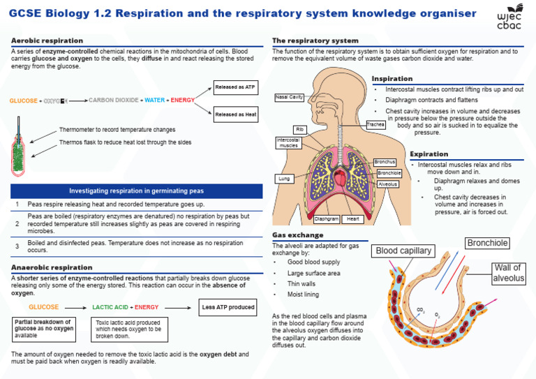 GCSE Biology 1.2 Respiration and The Respiratory System | PDF ...