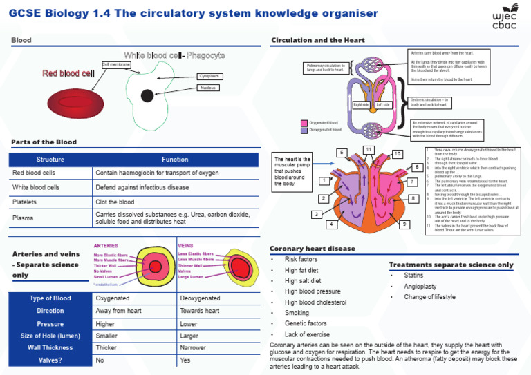 GCSE Biology 1.4 the Circulatory System Knowledge Organiser | PDF ...