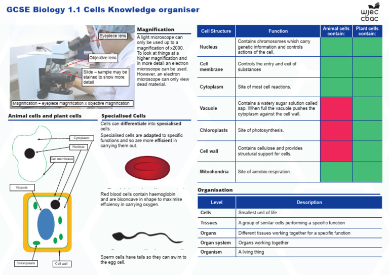 GCSE Biology 1.1 Cells Knowledge Organiser | PDF | Cell (Biology) | Biology