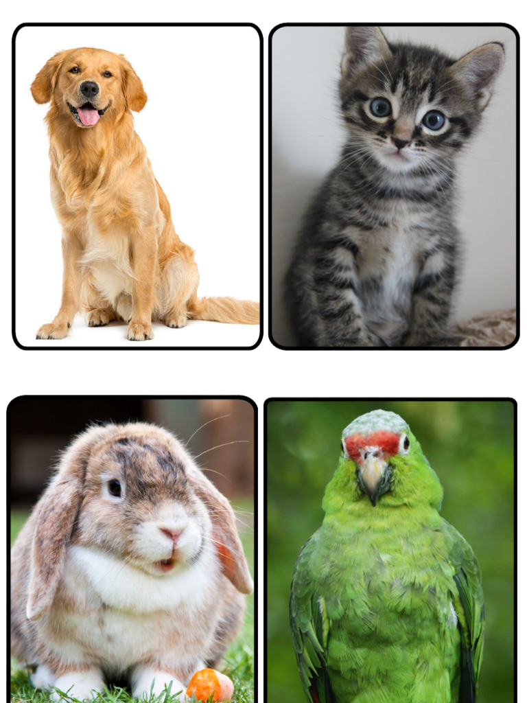 Tarjetas Animales | PDF