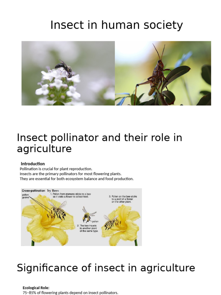Insect Presentation | PDF