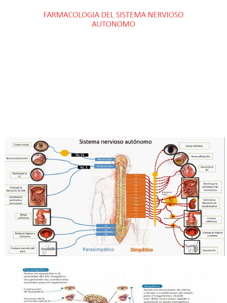 Sesion 5 Farm - Sistema Nervioso Autonomo | PDF | Drogas que actúan sobre el sistema nervioso ...