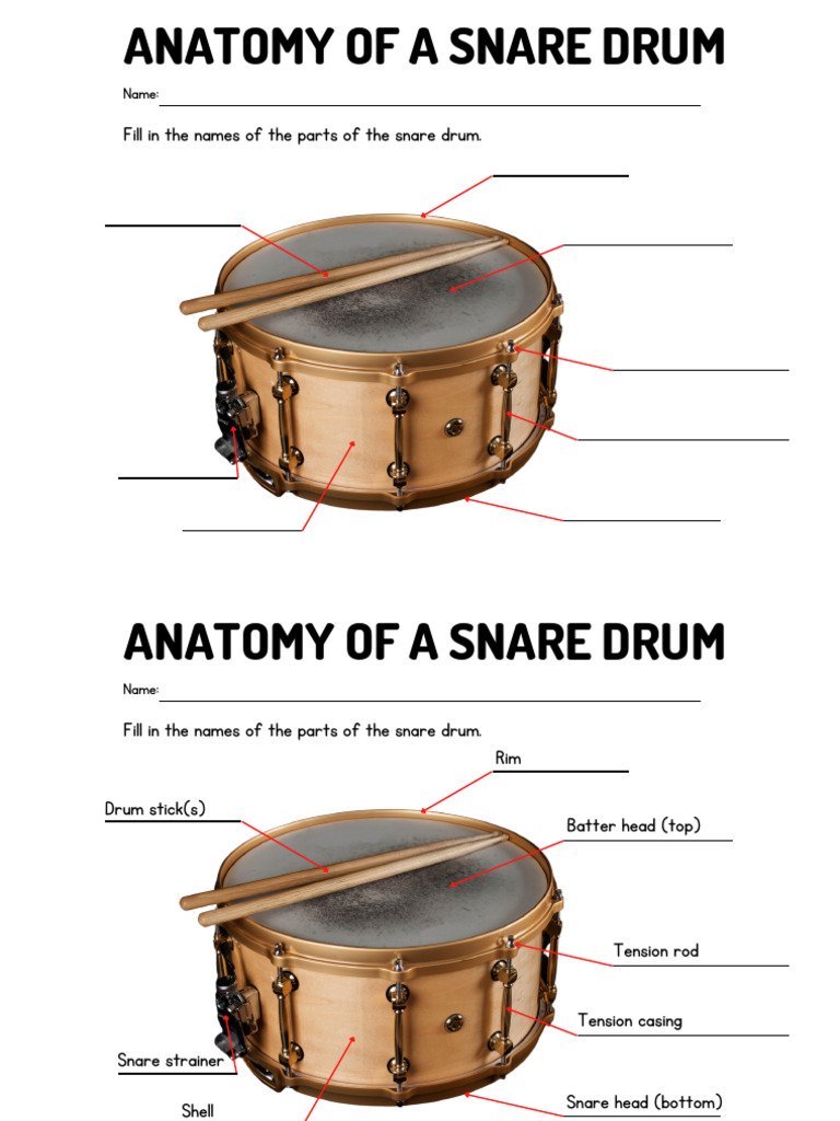 Anatomy of Snare Worksheet | PDF