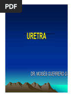 Anatomía y porciones de la uretra masculina | PDF