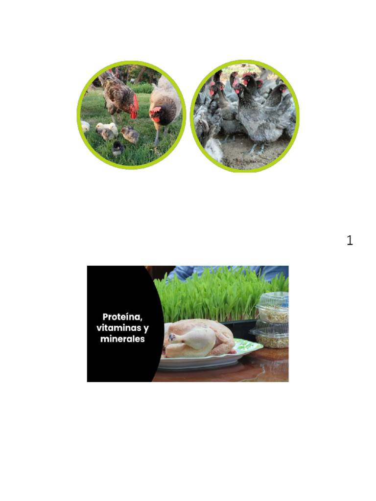 Proyecto-Granja Avícola Rural - Durango | PDF | Estado de resultados | Pollo