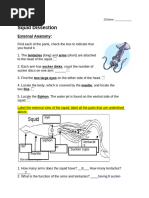 Labeled Female Squid Dissection Guide | PDF | Mollusca | Anatomical ...