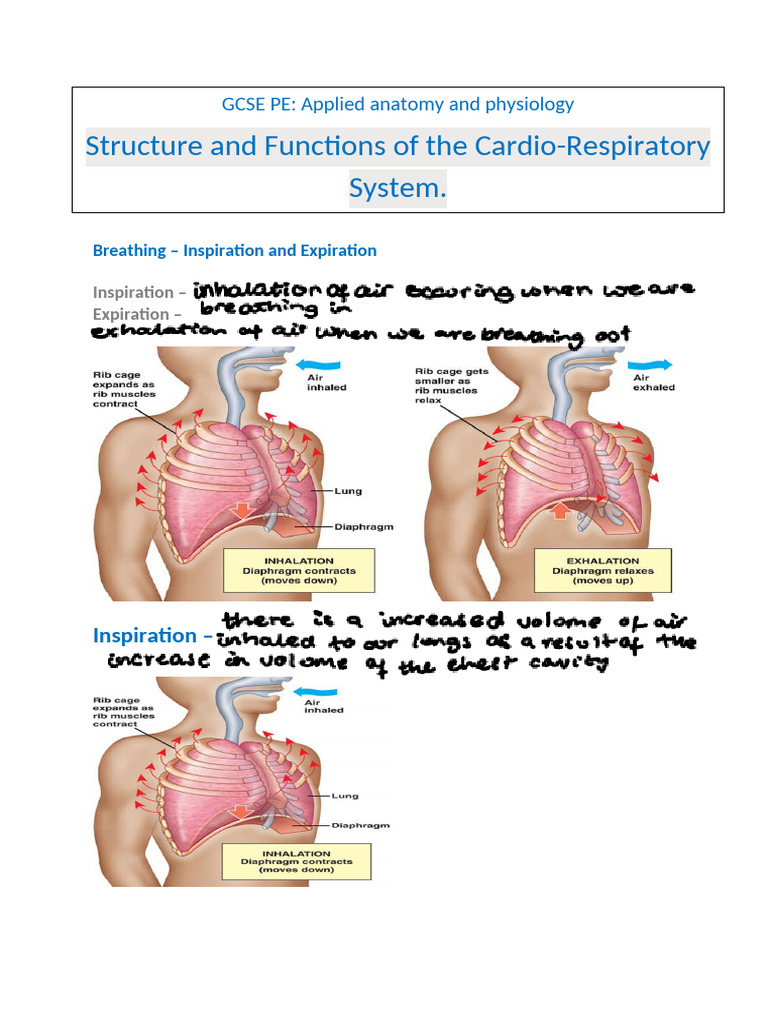 2.7 GCSE PE - Applied Anatomy and Physiology - The Cardio-Respiratory System - Breathing | PDF