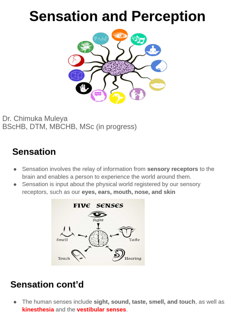 Understanding Sensation and Perception | PDF | Senses | Perception
