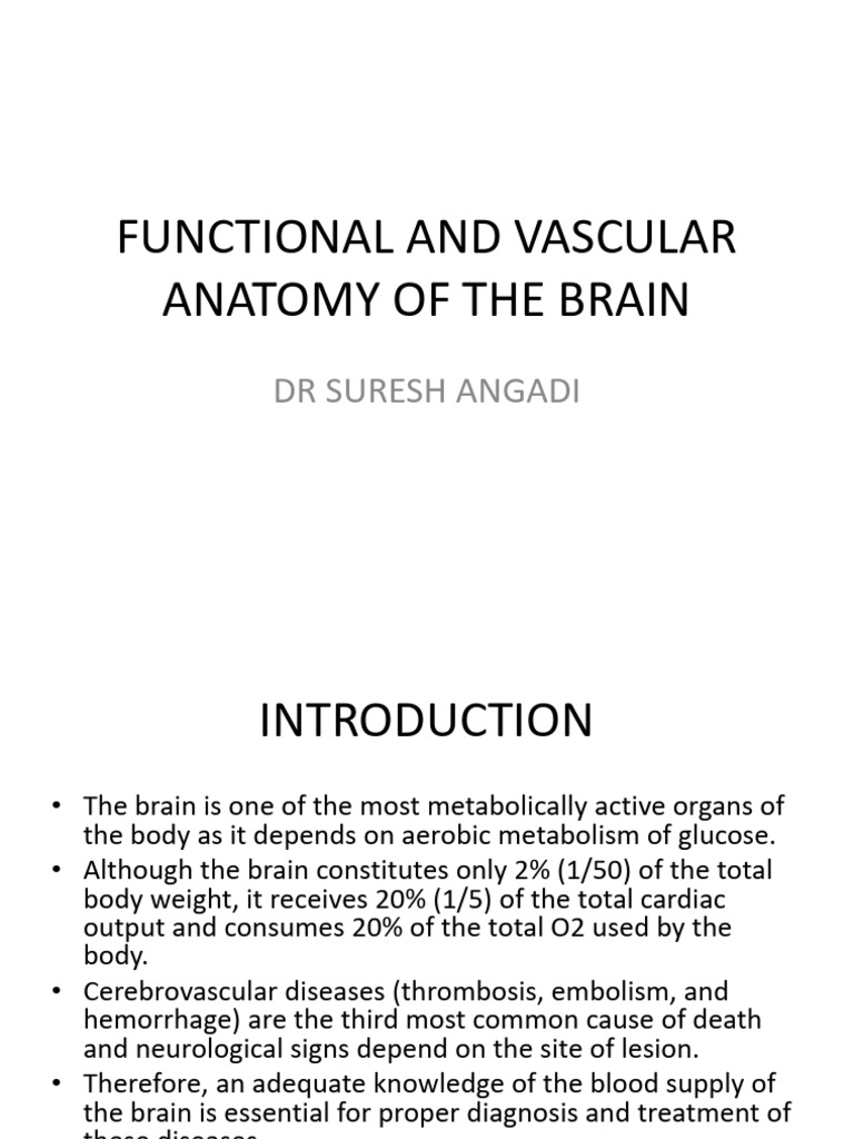 Functional and Vascular Anatomy of The Brain | PDF | Cardiovascular ...