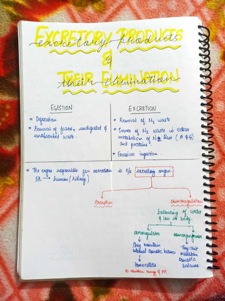 Excretion Class 11 | PDF