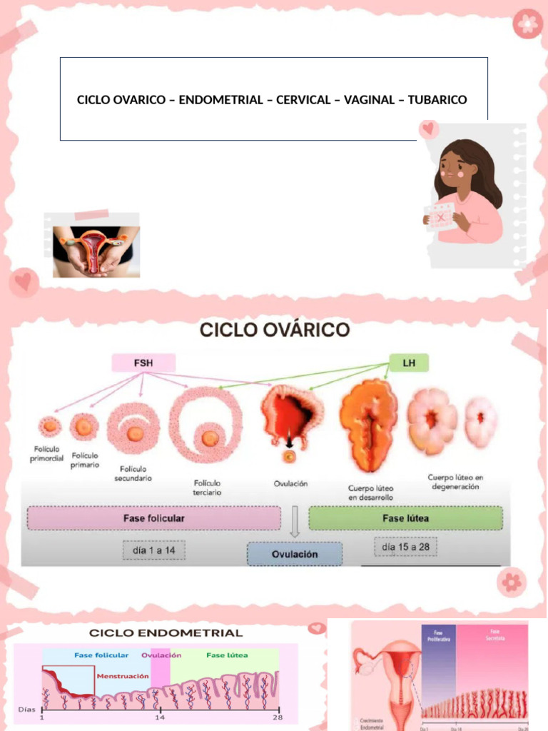 Ciclo Ovárico - Endometrial - Cervical - Vaginal y Tubarico | PDF