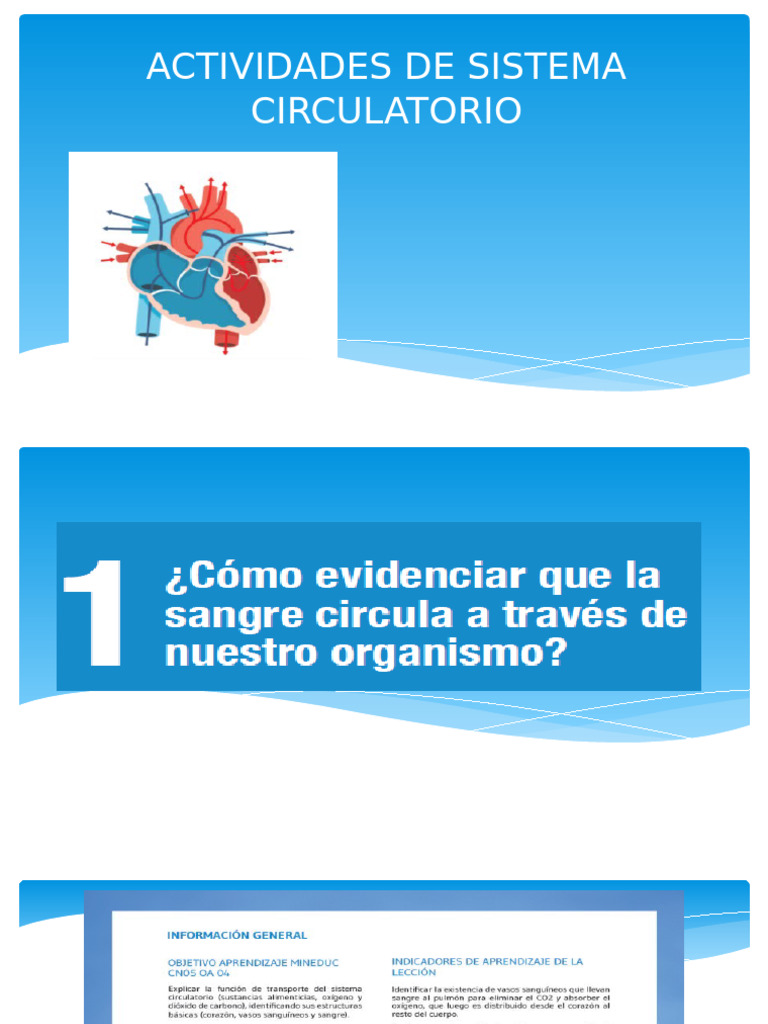 Actividades de Sistema Circulatorio | PDF