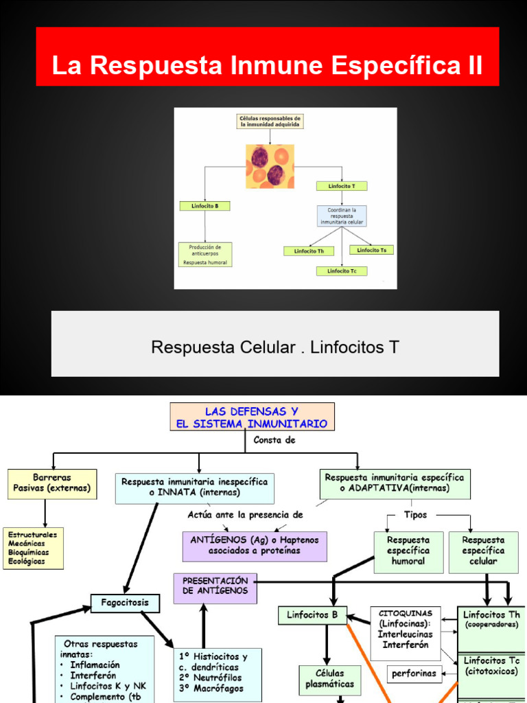 La Respuesta Inmune EspecÃ - Fica II - Los Linfocitos T | PDF | Linfocitos | Célula T