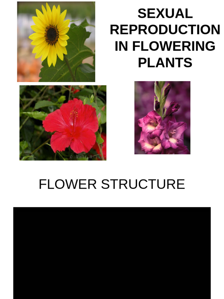 Pollination and Fertilisation | PDF | Fruit | Flowers