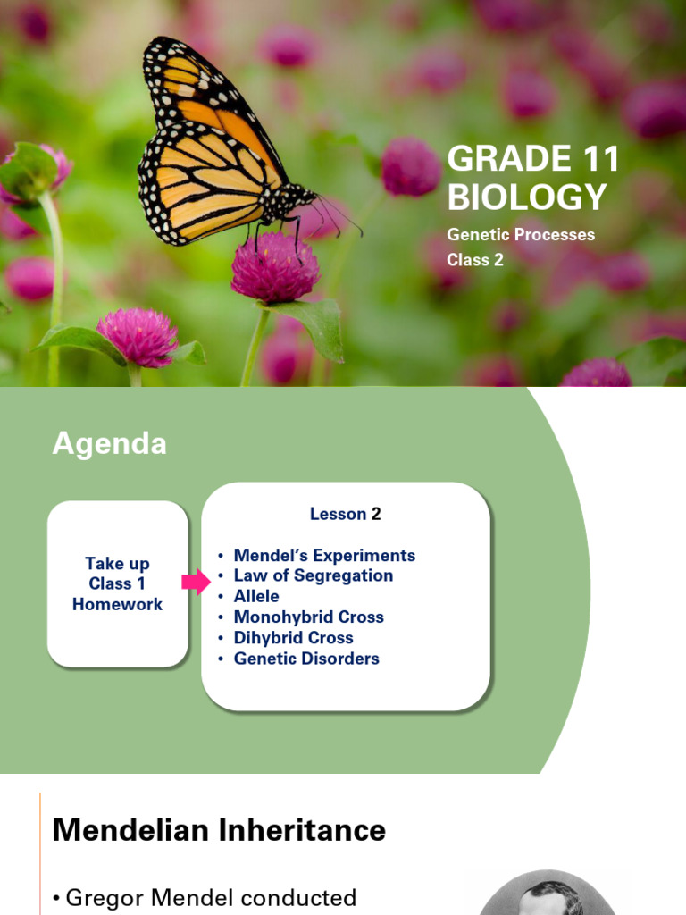 Grade 11 Biology: Mendelian Genetics | PDF | Dominance (Genetics ...