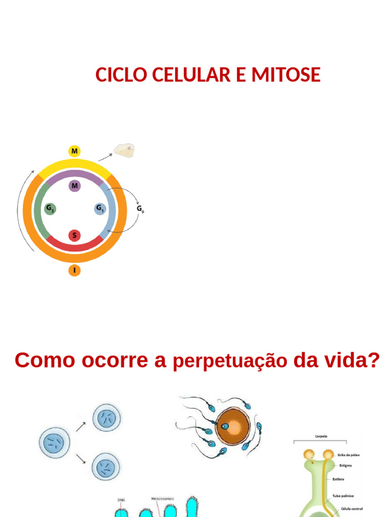 Aula 10 - Ciclo celular e mitose | PDF | Mitose | Célula (Biologia)