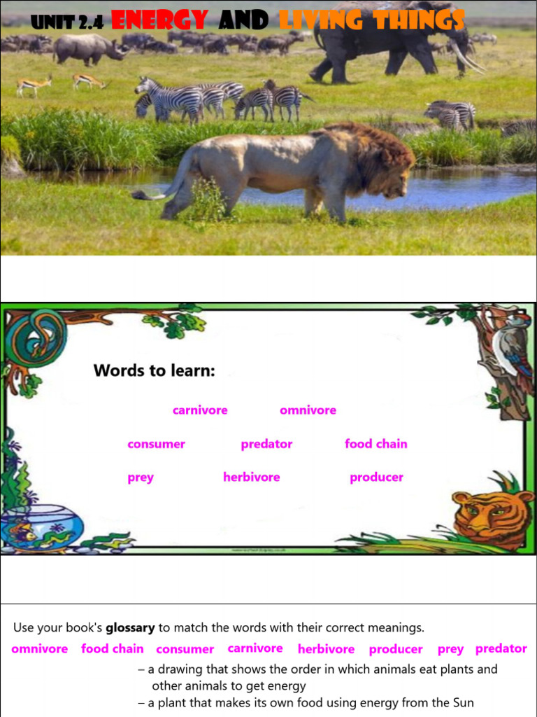 Unit 2.4 Energy and Living Things | PDF