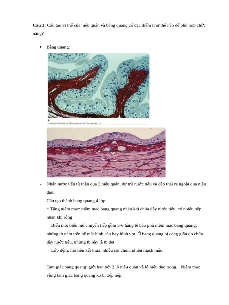 Mô VCTC C3 | PDF