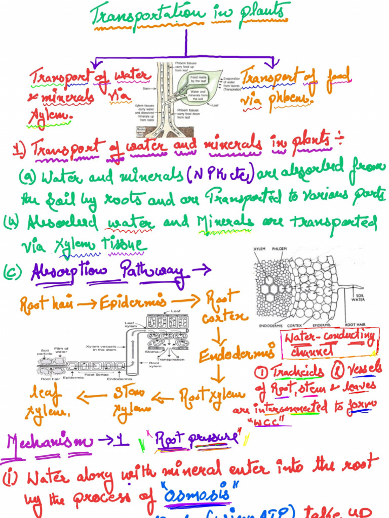 Transport in Plants | PDF