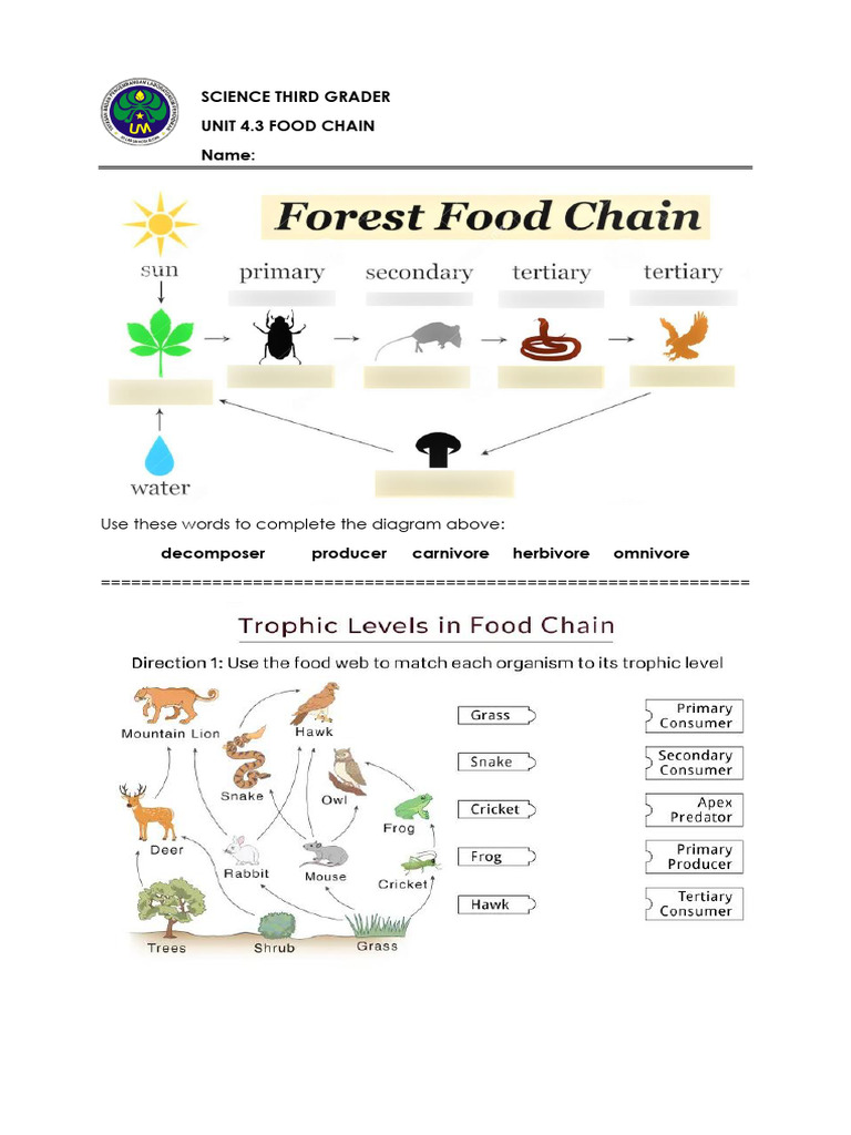 3 science_food chain task | PDF
