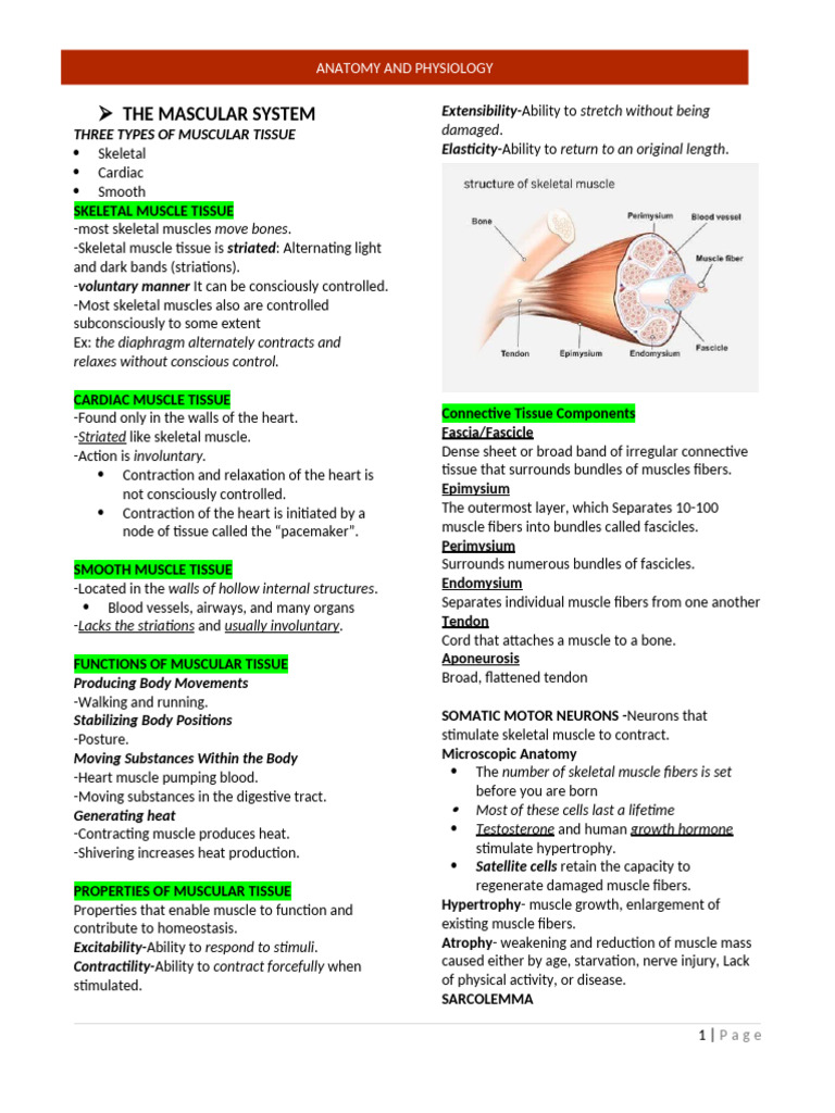 Anaphy Midterms Reviewer | PDF | Skeletal Muscle | Muscle Contraction