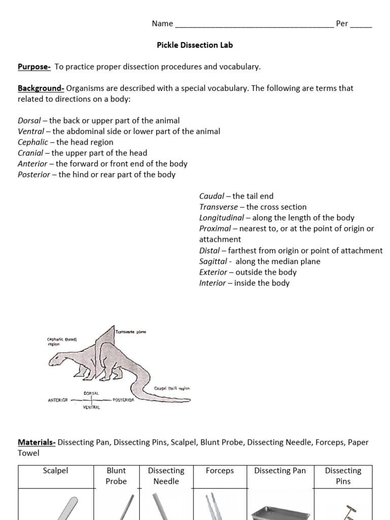 Pickle Dissection Large Print | PDF | Anatomical Terms Of Location