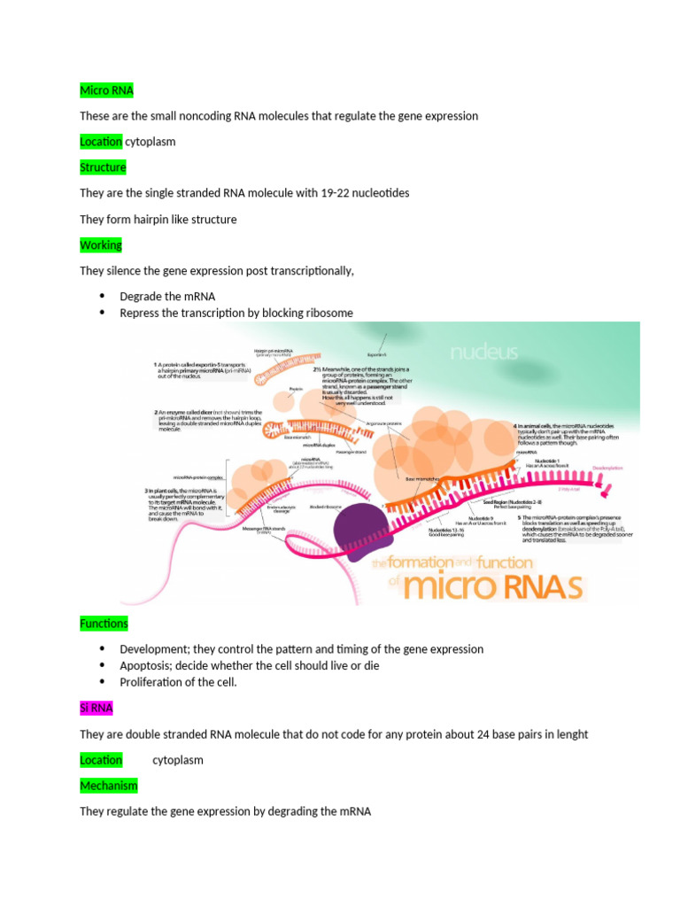 Micro RNA | PDF