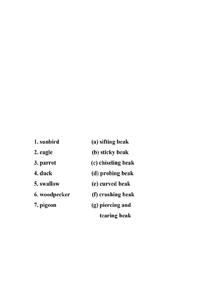 Birds Beaks and Claws Worksheet | PDF