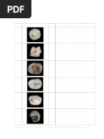 Using - Dentition To Age Cattle | PDF | Tooth | Dentistry