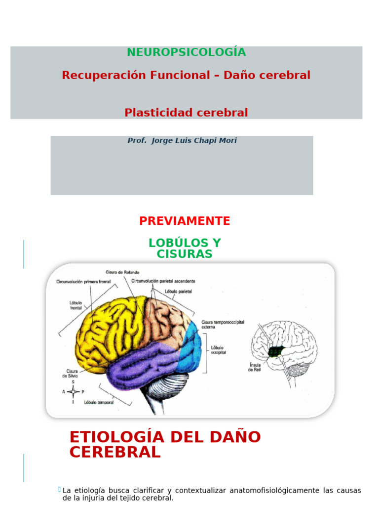 Clase Complementaria 1 | PDF | Carrera | Neurona