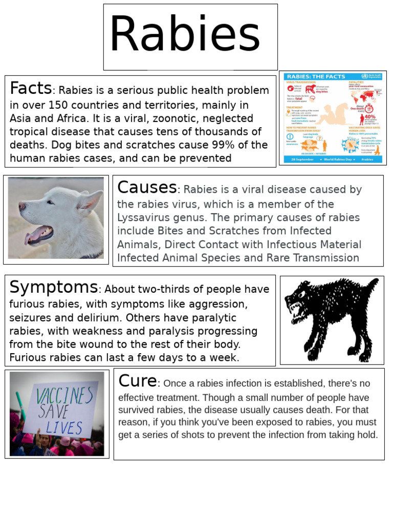 Rabies School Project Science | PDF