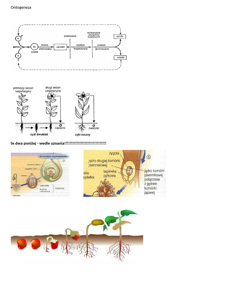 Ontogeneza | PDF