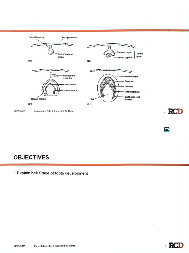 Tooth Development (Bell Stage) | PDF