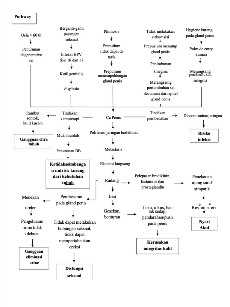 PDF Pathway Ca Penis - Compress | PDF