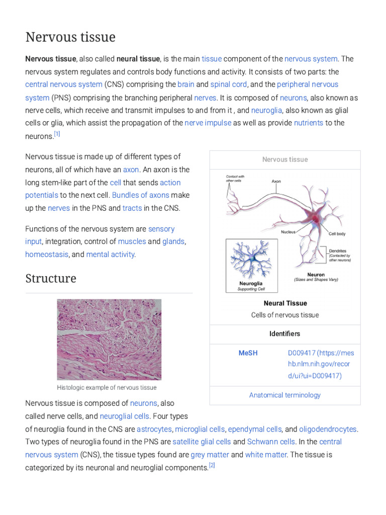 Nervous Tissue - Wikipedia | PDF