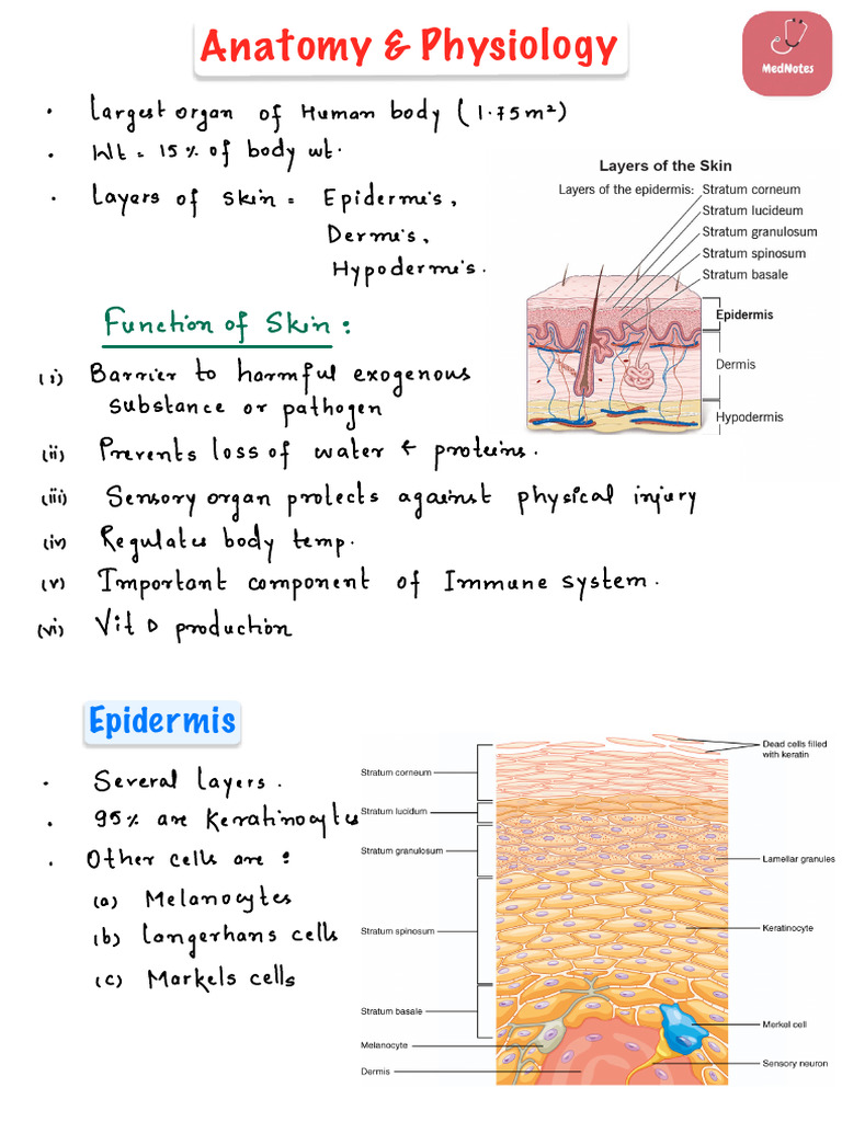 Introduction - Dermatology-1 | PDF | Epidermis | Skin