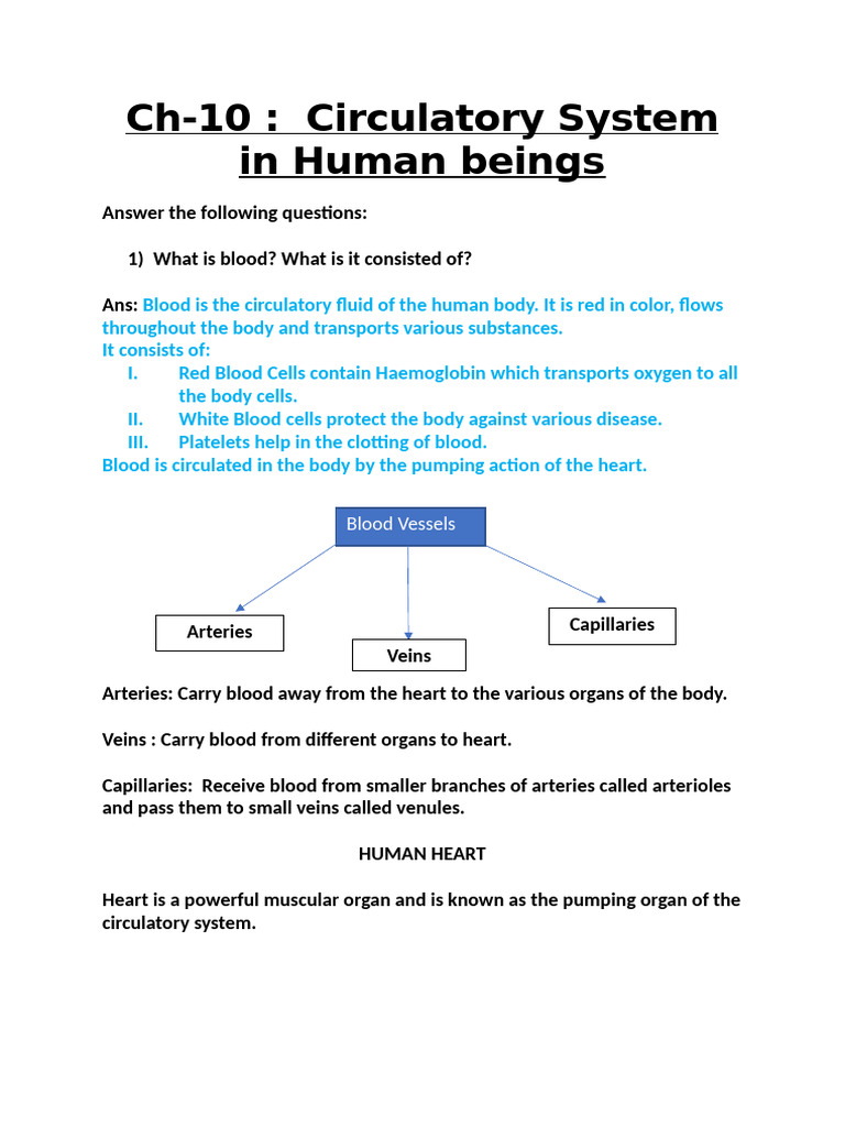 Human Circulatory System Overview | PDF | Atrium (Heart) | Coronary ...