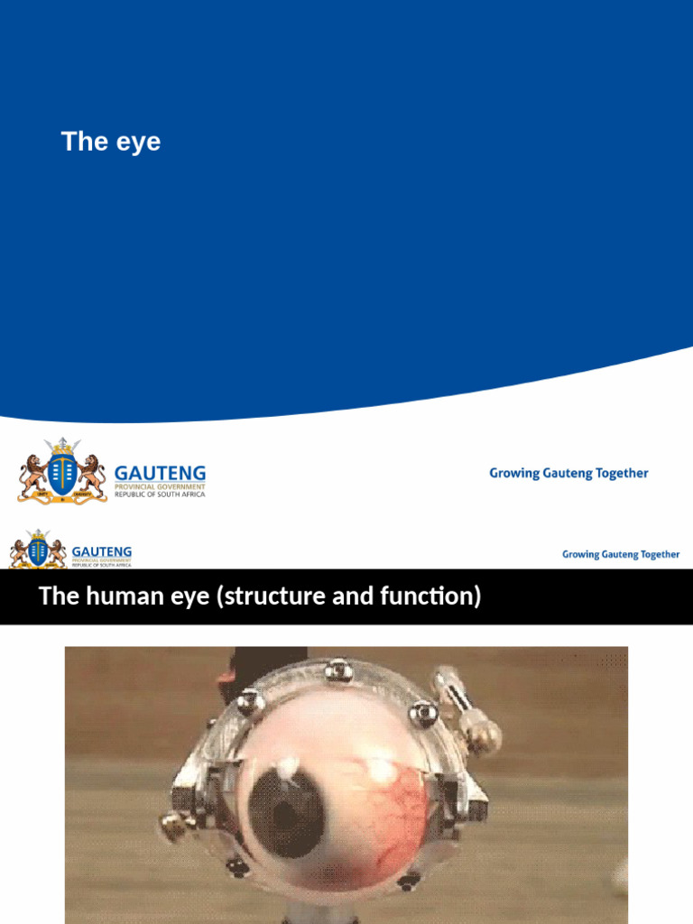 Grade 12 Life Science The Eye | PDF | Eye | Myopia