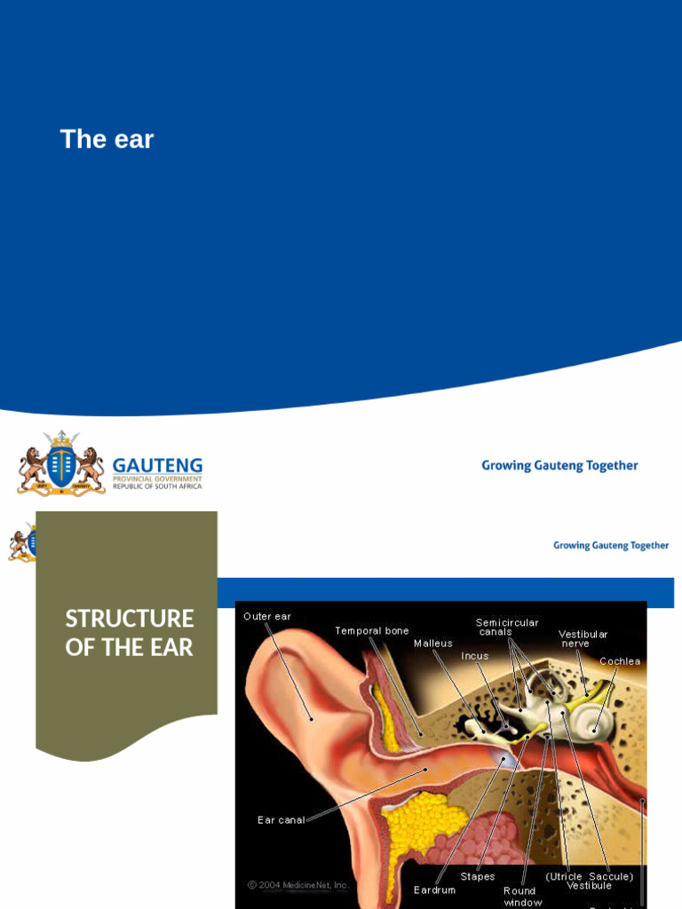 Anatomy and Function of the Ear | PDF | Ear | Hearing
