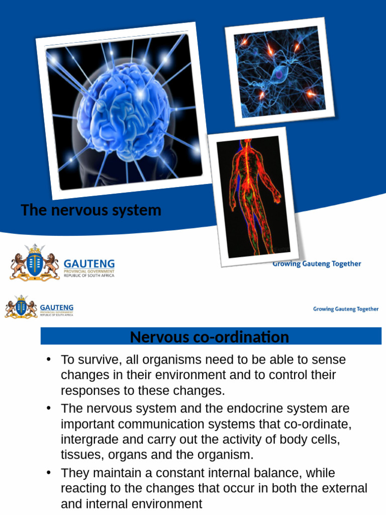 Grade 12 Life Science The Nervous System | PDF | Nervous System | Neuron