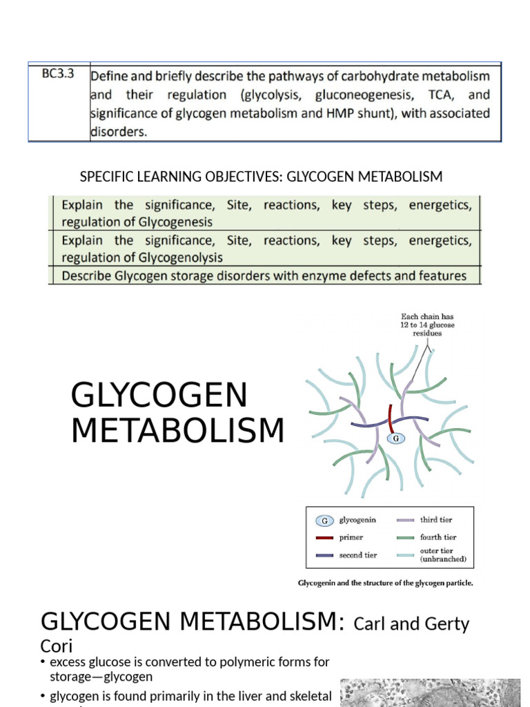 Glycogen Metabolism & HMP Shunt | PDF | Glycogen | Biosynthesis