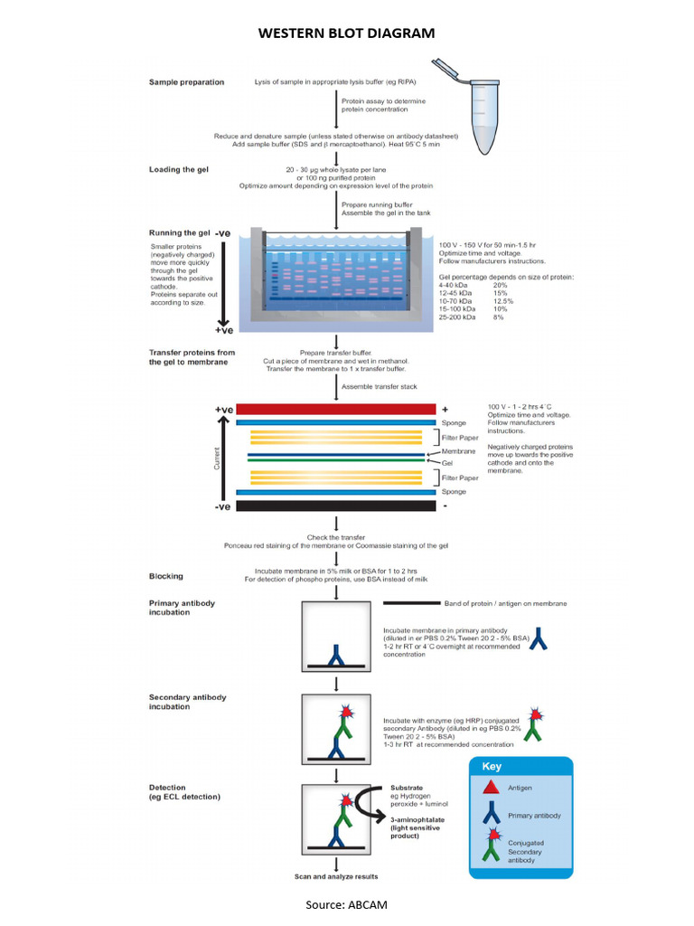 Western Blot Materials | PDF