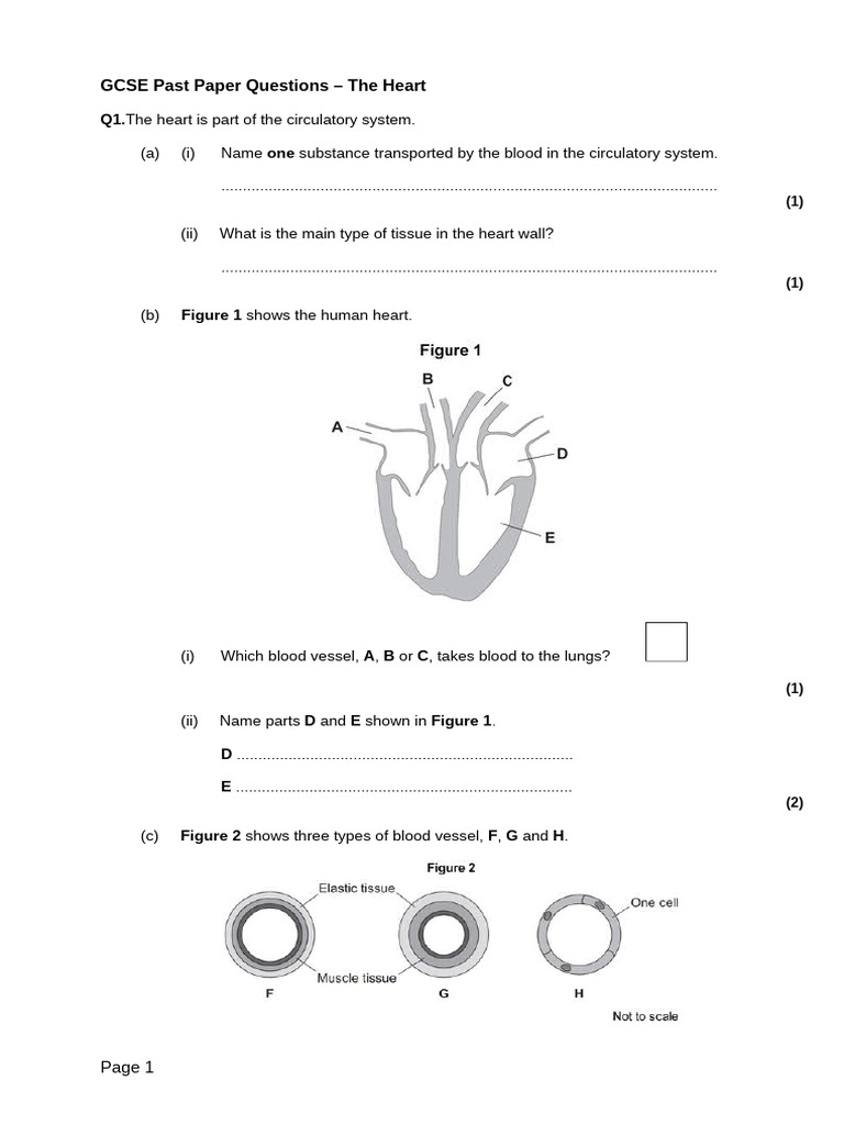 GCSE Heart Circulatory System Questions | PDF | Heart | Circulatory System