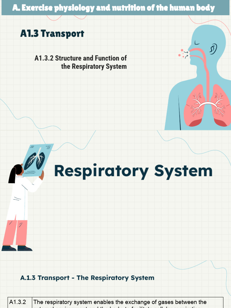 A1.3.2 Transport - Respiratory System | PDF | Respiratory Tract | Breathing
